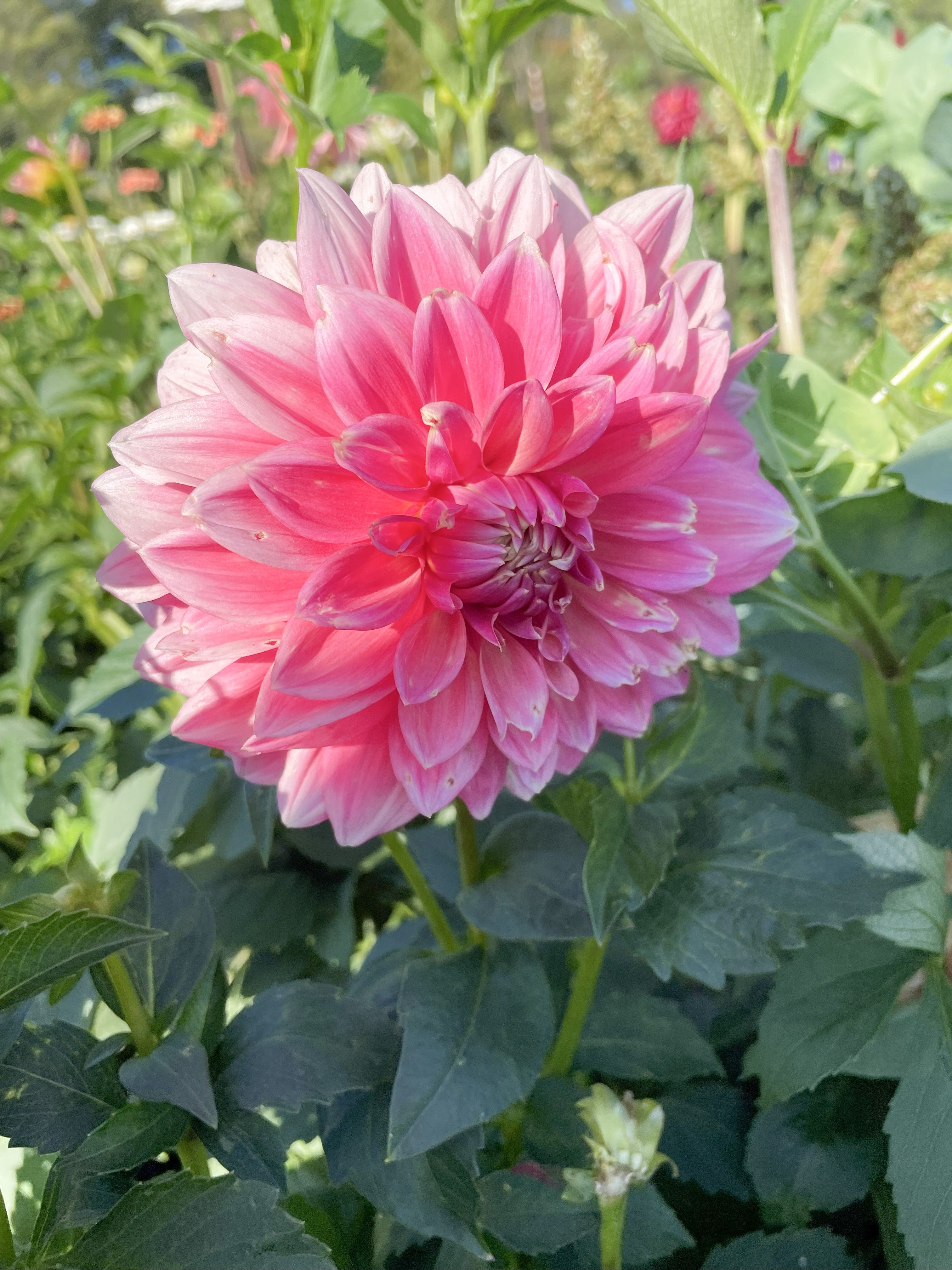 Kenora Lisa Dahlia - Garden Hands Dahlias - Sharing Beauty