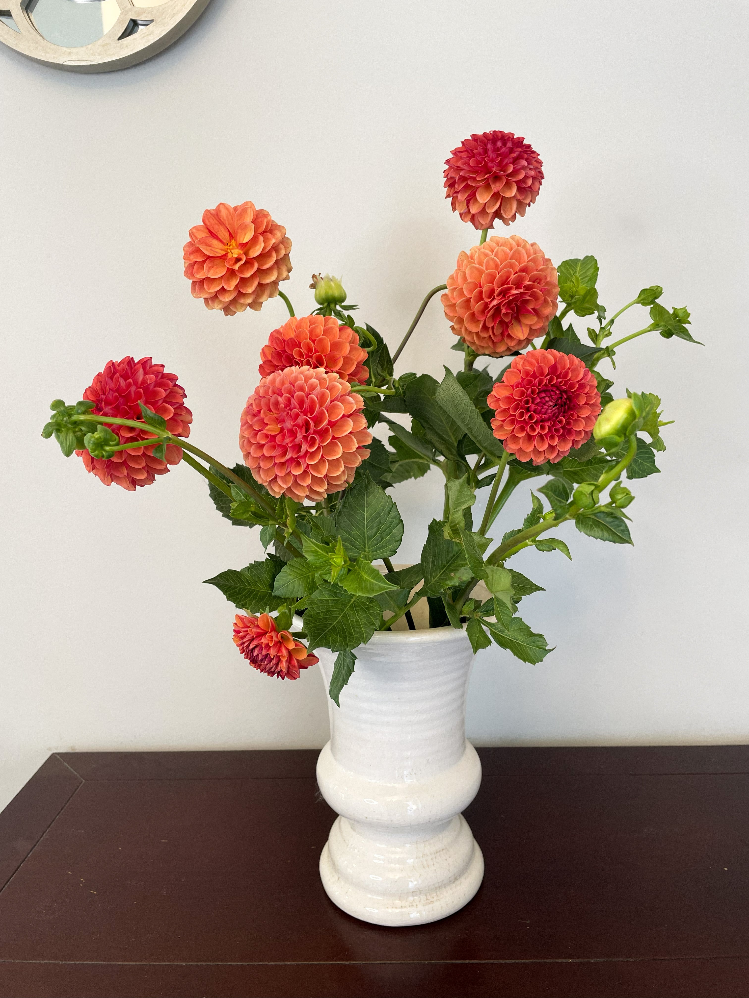 Valley Rust Bucket Dahlia - Garden Hands Dahlias - Sharing Beauty